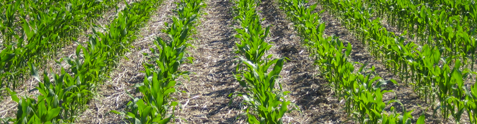 Maïsland - Hurk Melkvee